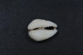 National Mission on Monuments and Antiquities